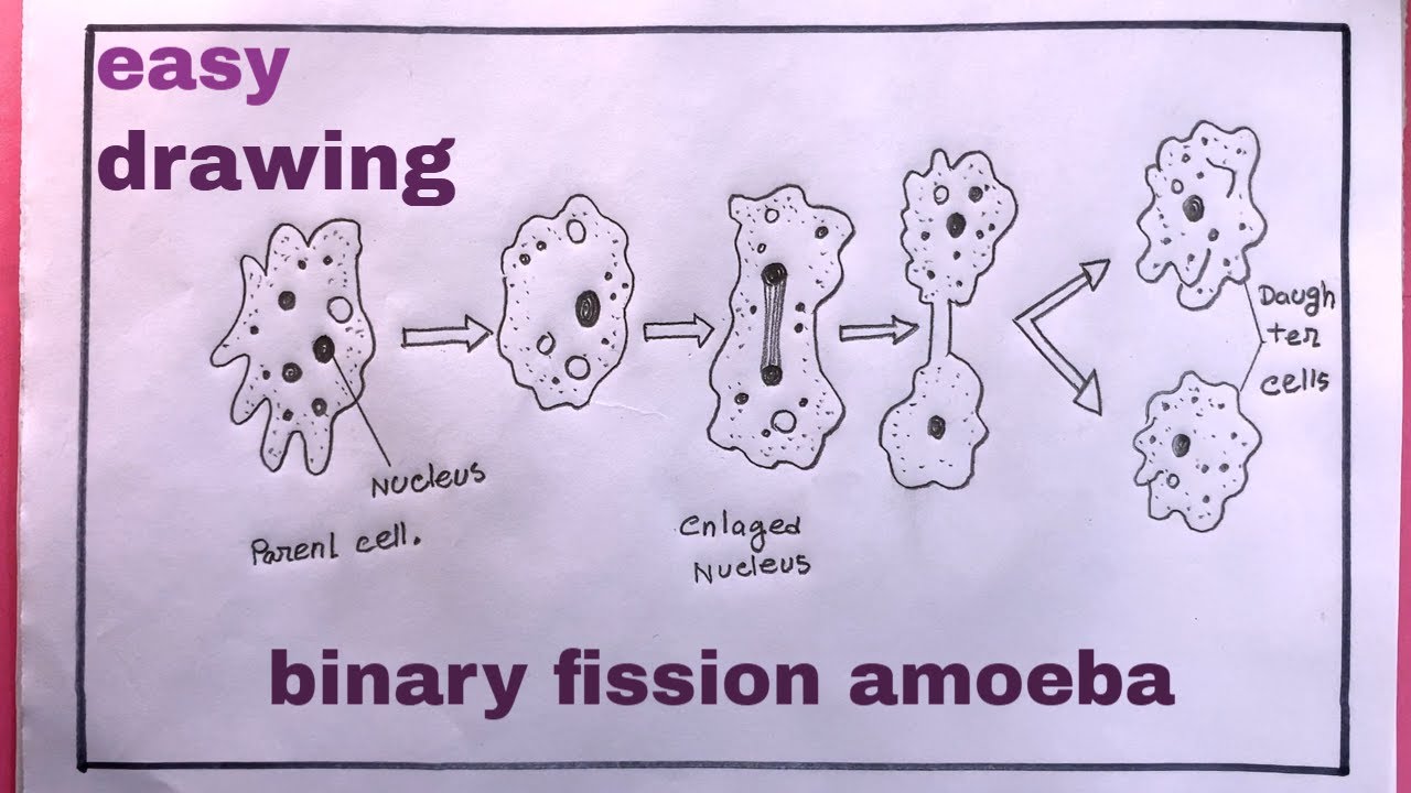 How To Draw Binary Fissions In Amoeba/binary fission in amoeba Diagram ...
