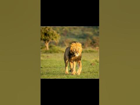 2023 lion 😱😱 5000 bce lion - YouTube