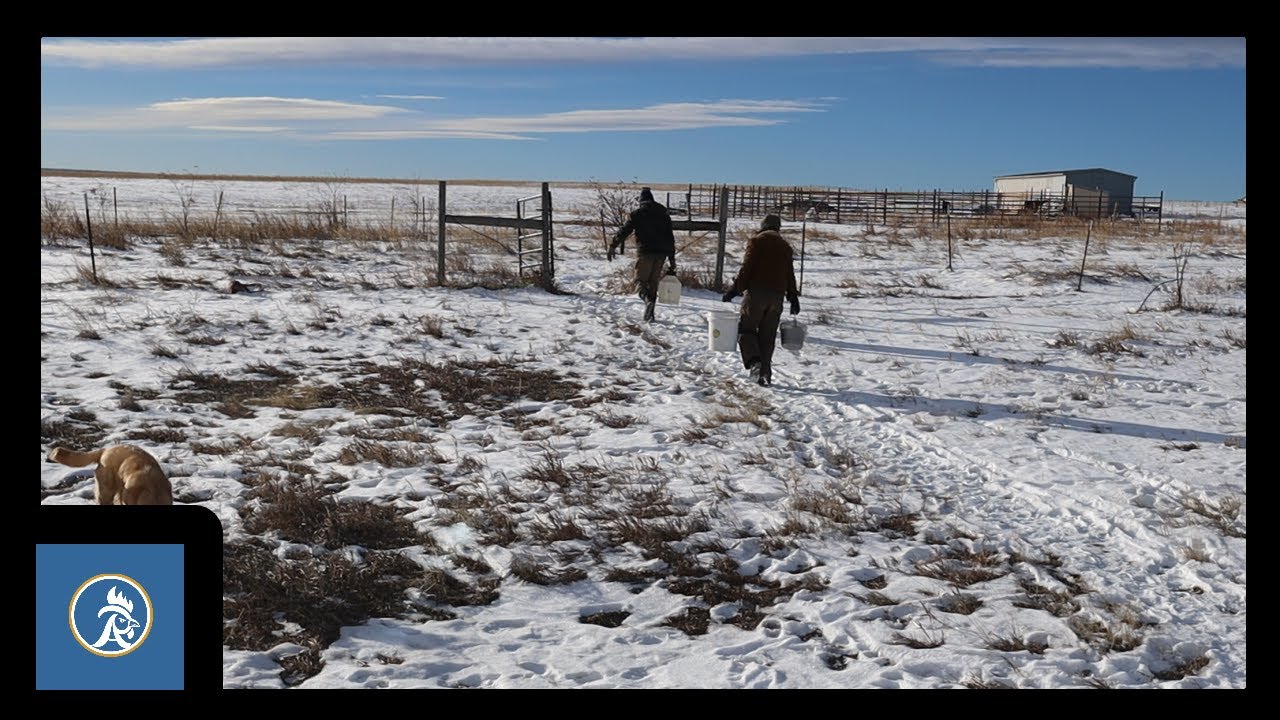 Snowy Homestead - Aleman Homestead 226 - YouTube