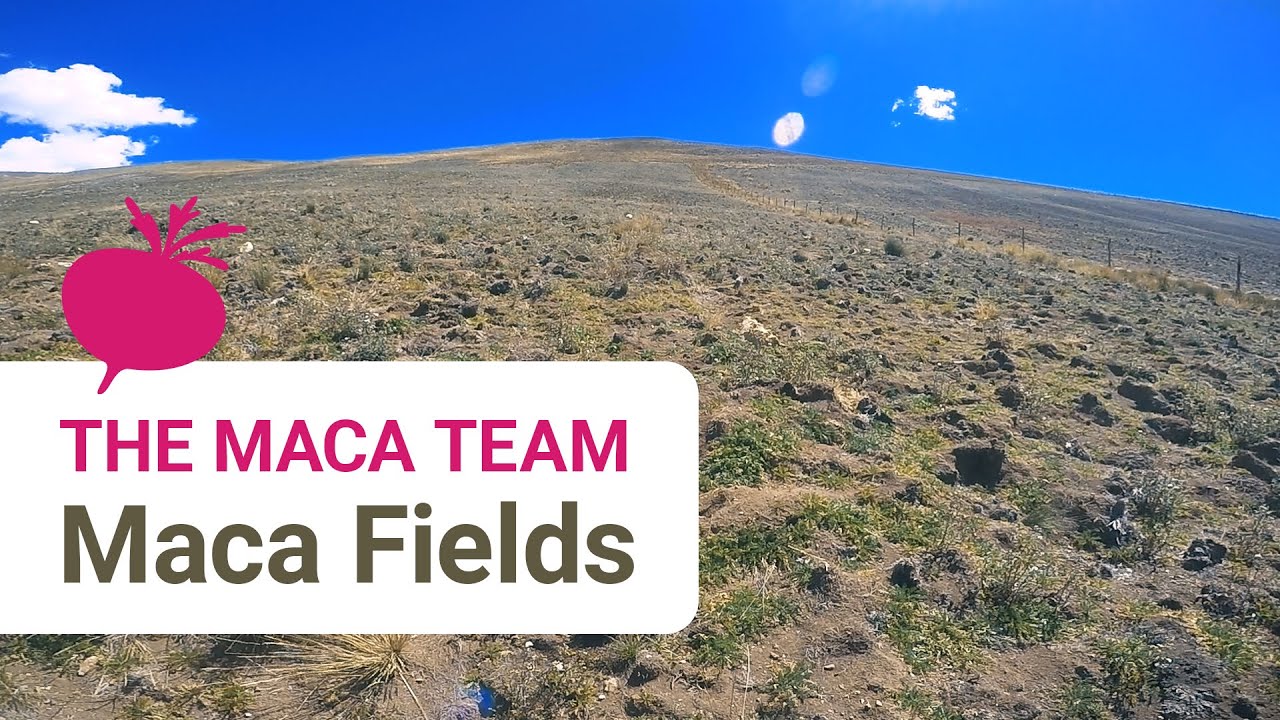A Tour Of Maca Fields Shortly Before The Harvest - YouTube