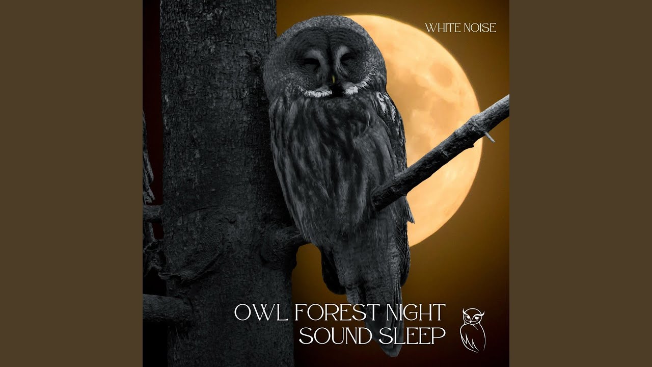 Owl Forest Night Sound Sleep, Relax (With White Noise) , Loopable - YouTube