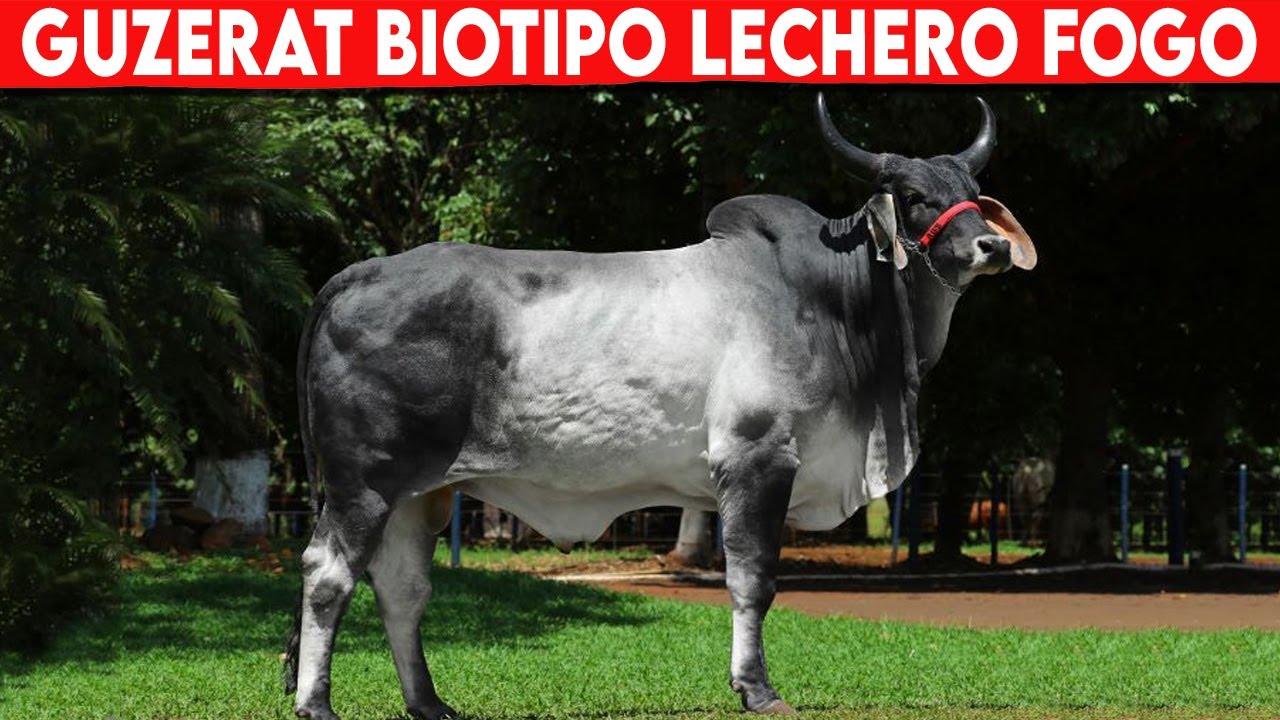 🔴 Toro Guzerat Lechero FOGO Los Mejores TOROS Guzerat // GADO GIR ...