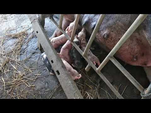 Breastfeeding mothers pig