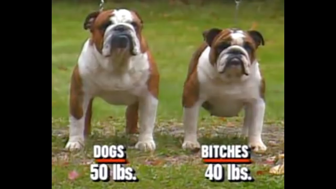 English Bulldog Standard- AKC Breed Series - YouTube