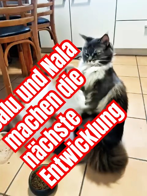 Nala und Balu #cat #kitten #dragonball #shortvideo#pets #goku #shorts# ...
