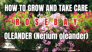 HOW TO GROW AND TAKE CARE OLEANDER (NERIUM OLEANDER) #plants #flowers #gardenflowerplants #garden