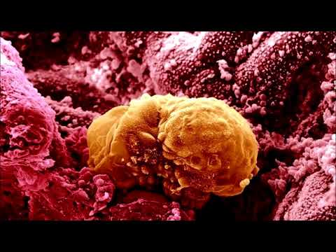 İNSAN VÜCUDUNDAN İNANILMAZ MİKROSKOBİK GÖRÜNTÜLER