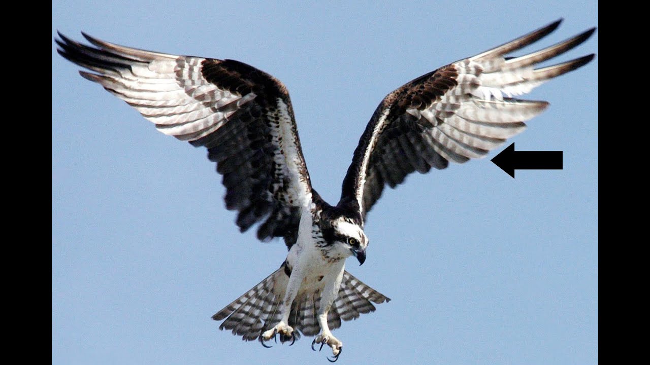 wing,pennon,pennons-bird ASL - YouTube