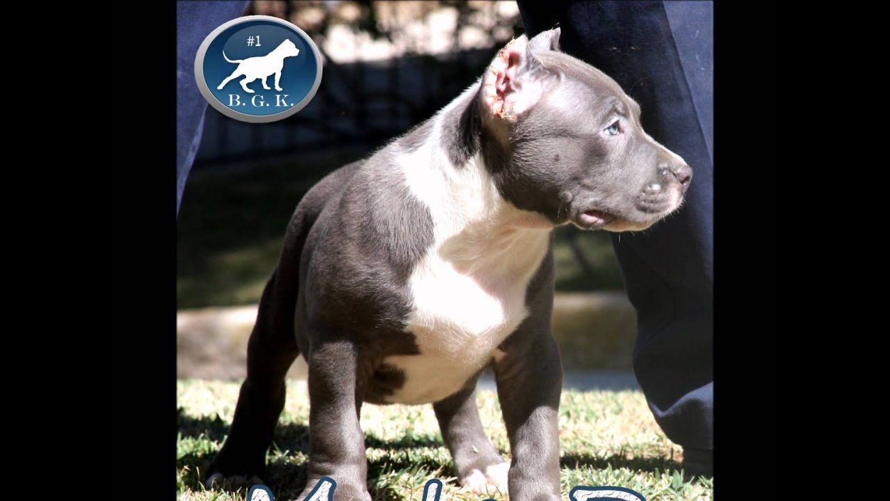 The largest bully pitbull, pitbull puppies for sale, BGKs The Rock ...