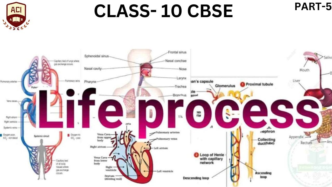 Life Processes Class | Part-5 | (Animation) | Class 10 Science Chapter ...
