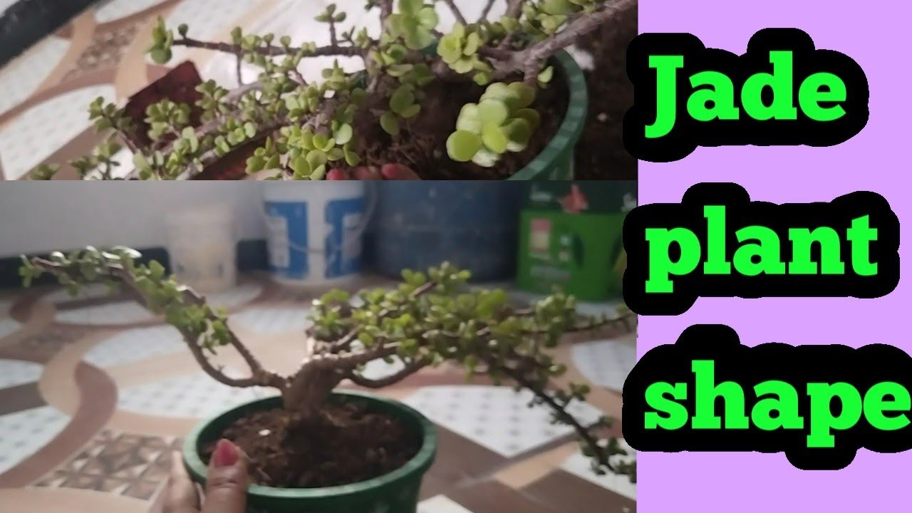 Jade plant ko shape diya ☘️🍀जेड प्लांट को आकार दिया - YouTube