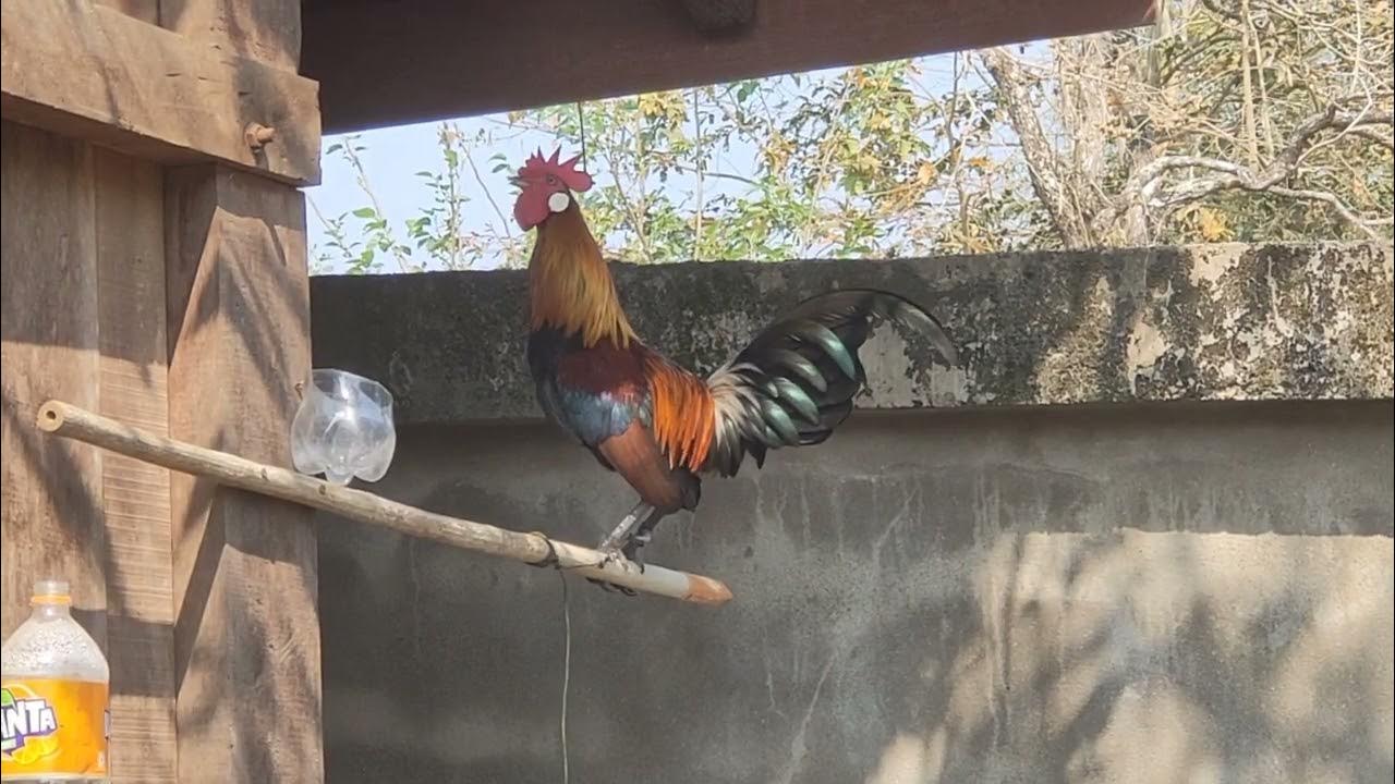 Qaib dib tom 1 zoo nraug heev 2024 - YouTube