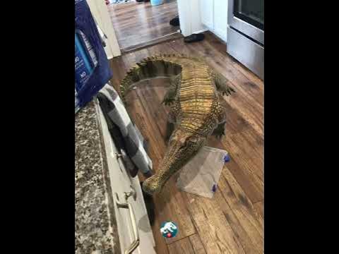 Jurassic World alive - sarcosuchus in house - YouTube
