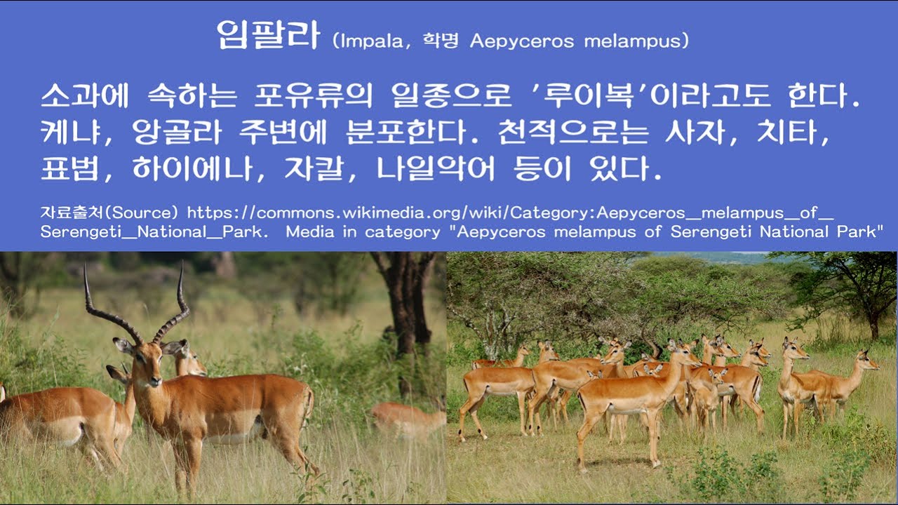 세렝게티 대초원의 동물 - 임팔라 (Impala, 학명 Aepyceros melampus) - YouTube