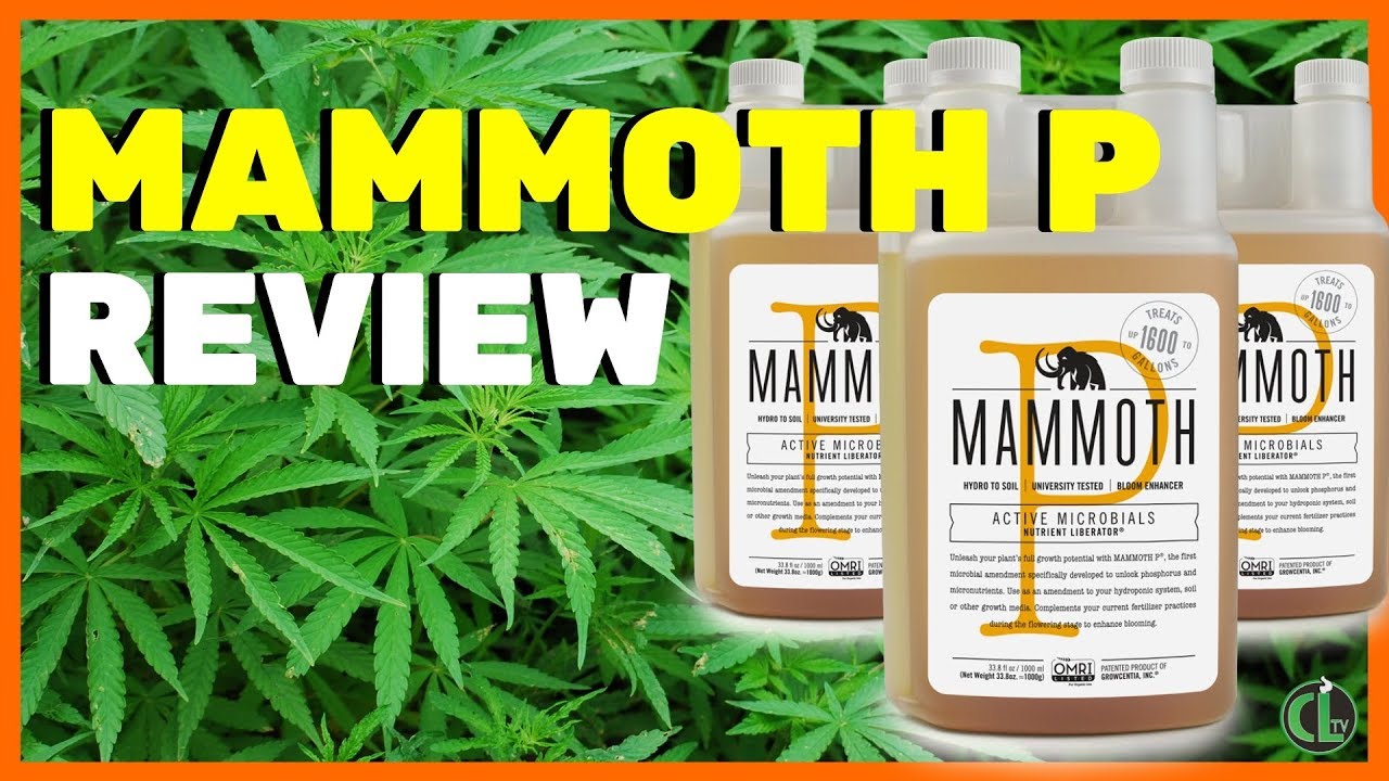 MAMMOTH P - Is it Worth The Price?? - YouTube