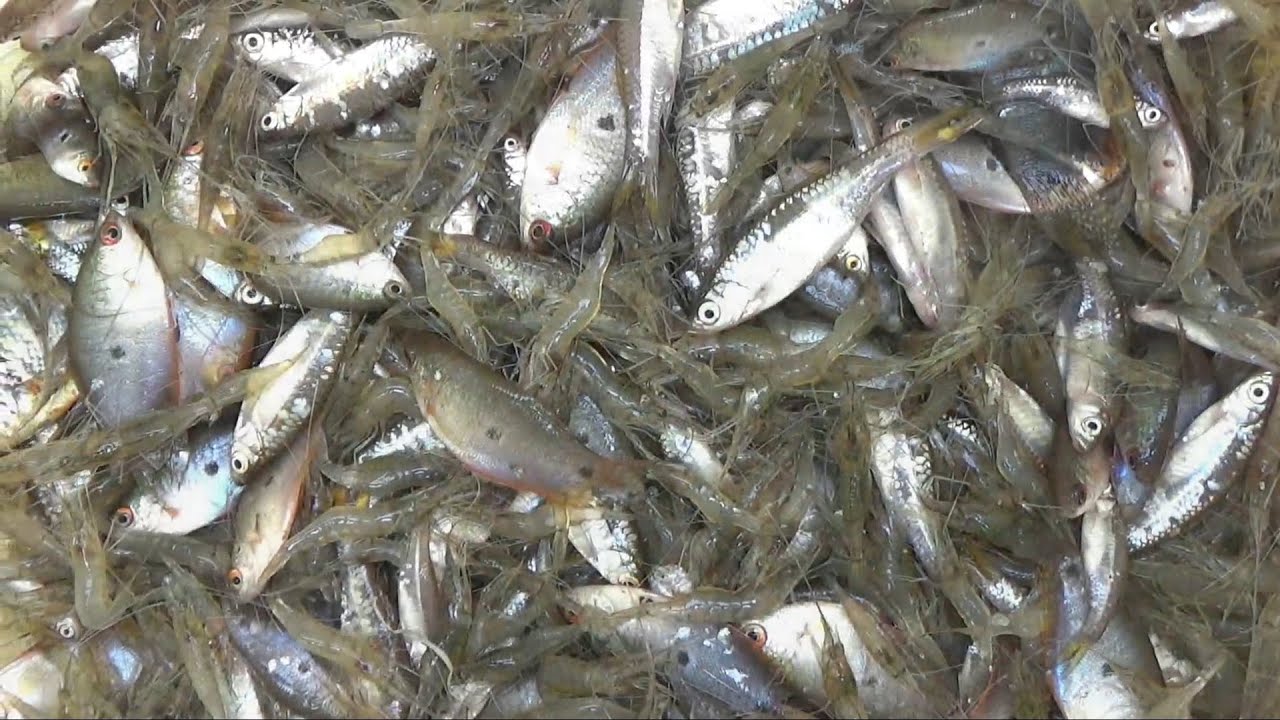 Jangan iri bila lihat hasil bubu payung ku selalu melimpah #DB-451 ...