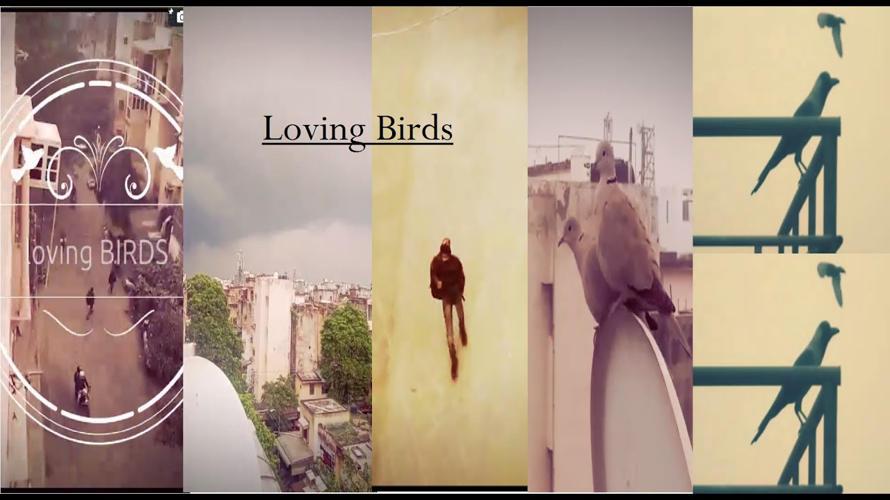 Loving BIRDS | video EDITING | Bawa 2021..|..Be Visitor..| - YouTube