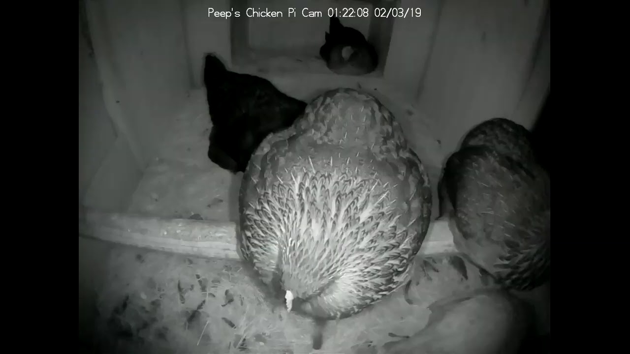 Peep's Chicken Pi Cam Live Stream - YouTube