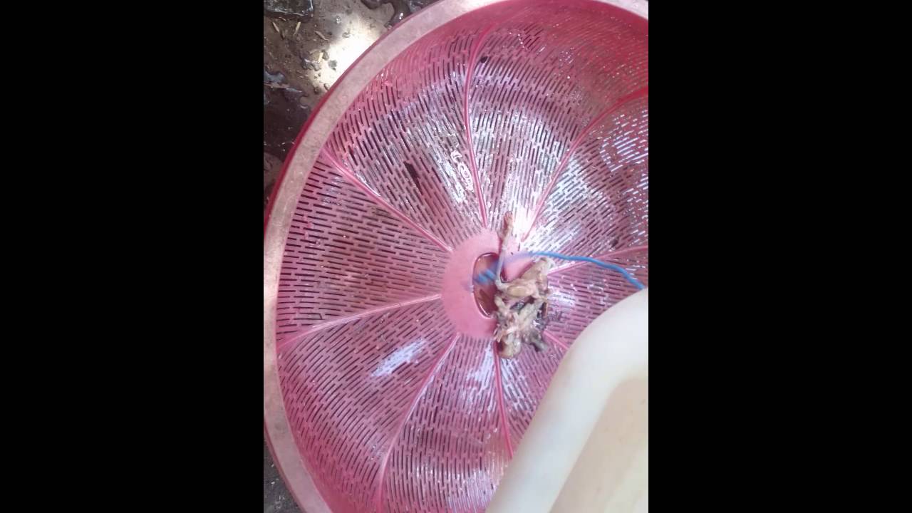 Ve que (catch big fish in the Vam Co river) - YouTube
