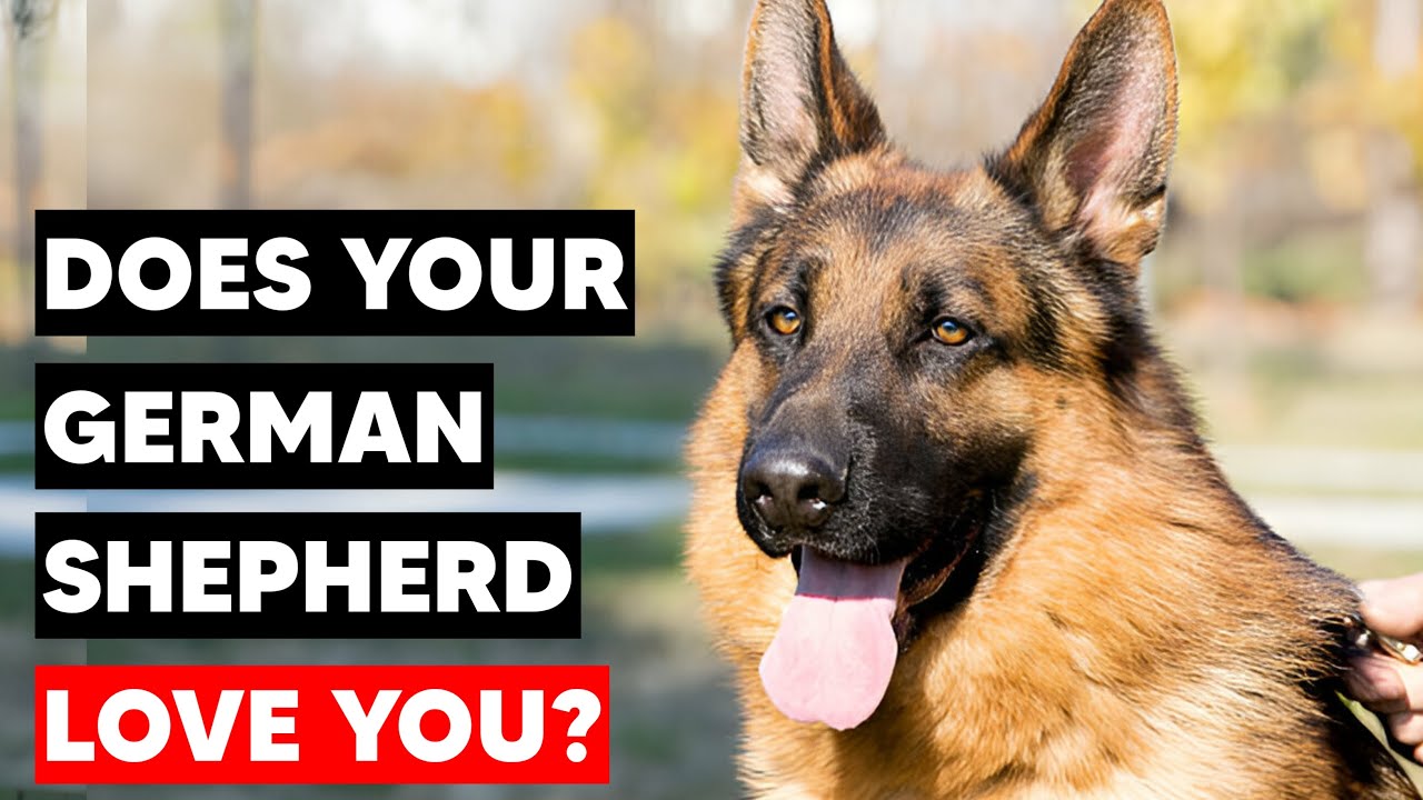 5 Signs your German Shepherd Truly Love You - YouTube