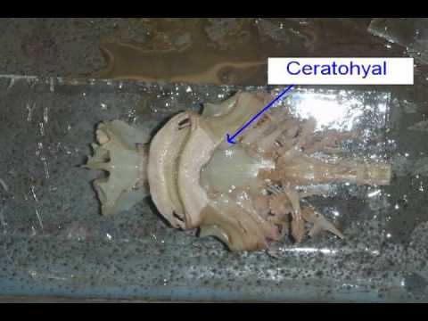 Shark Chondrocranium and Splanchnocranium - YouTube