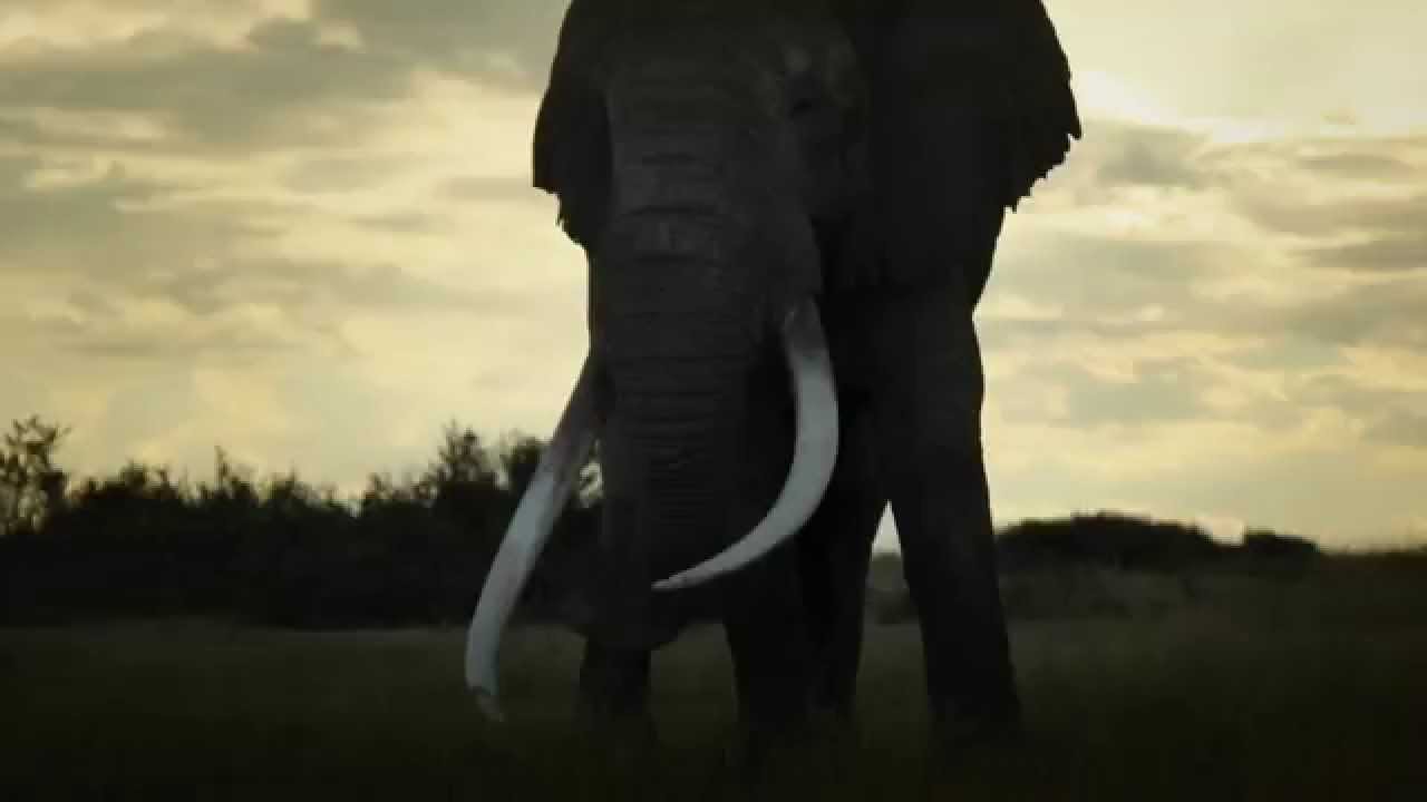 Let Elephants Be Elephants Trailer - YouTube