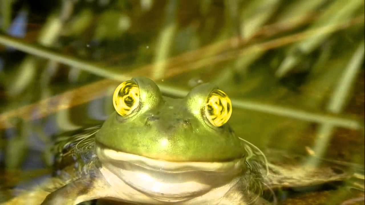 REAL LIFE HYPNOTOAD - SEASON 2 - YouTube
