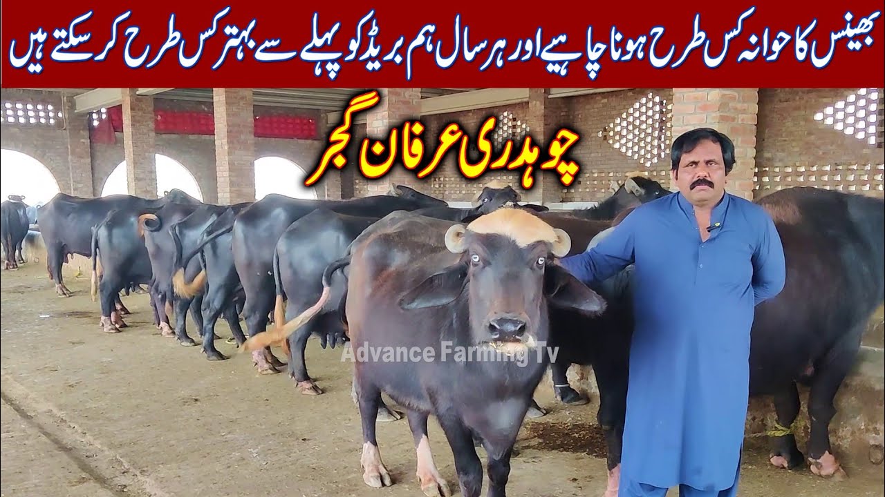 Ch Irfan gujjar buffaloes farming | buffalo farming | buffalo breeding farm | cattle farm and ...