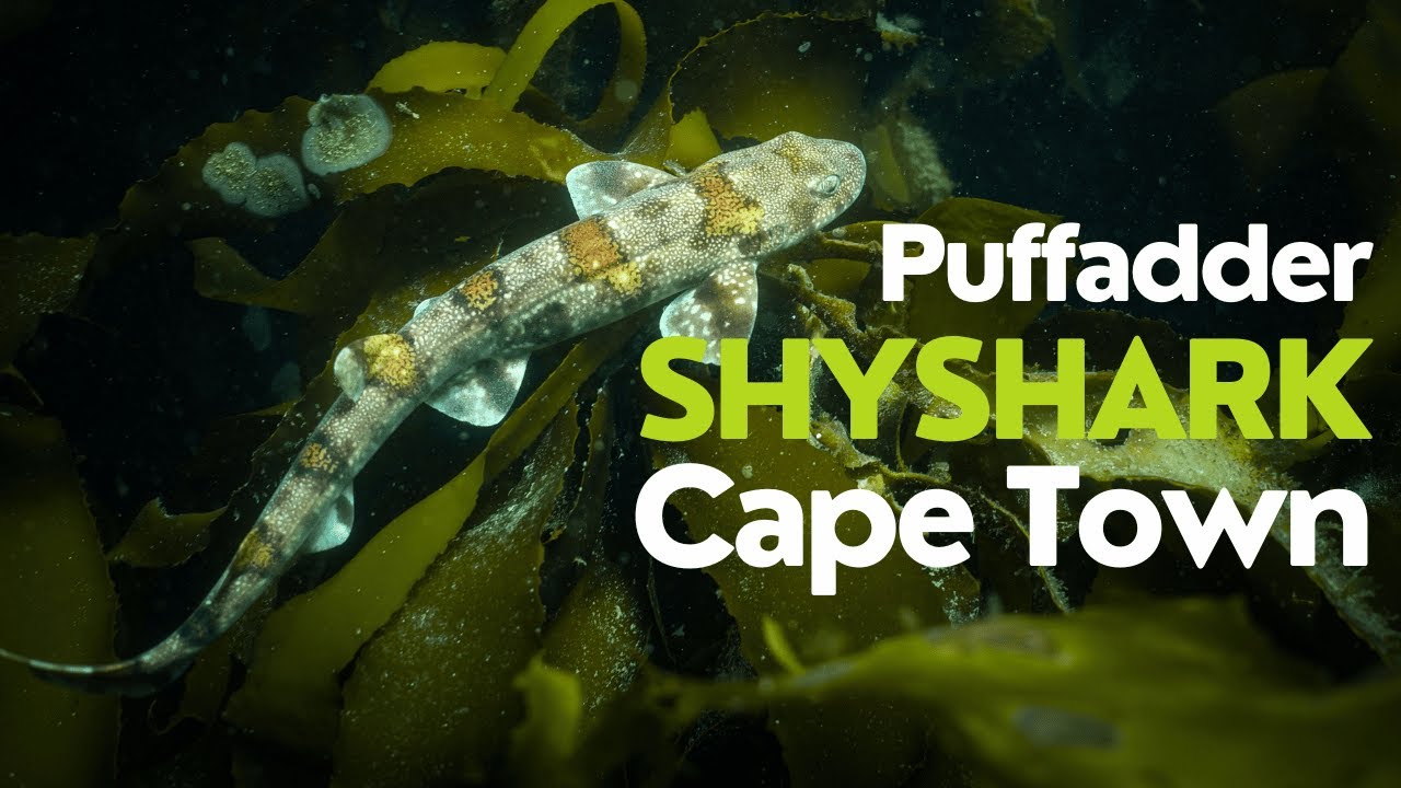 Shysharks on the Move: Meet the Puffadder Shyshark - YouTube