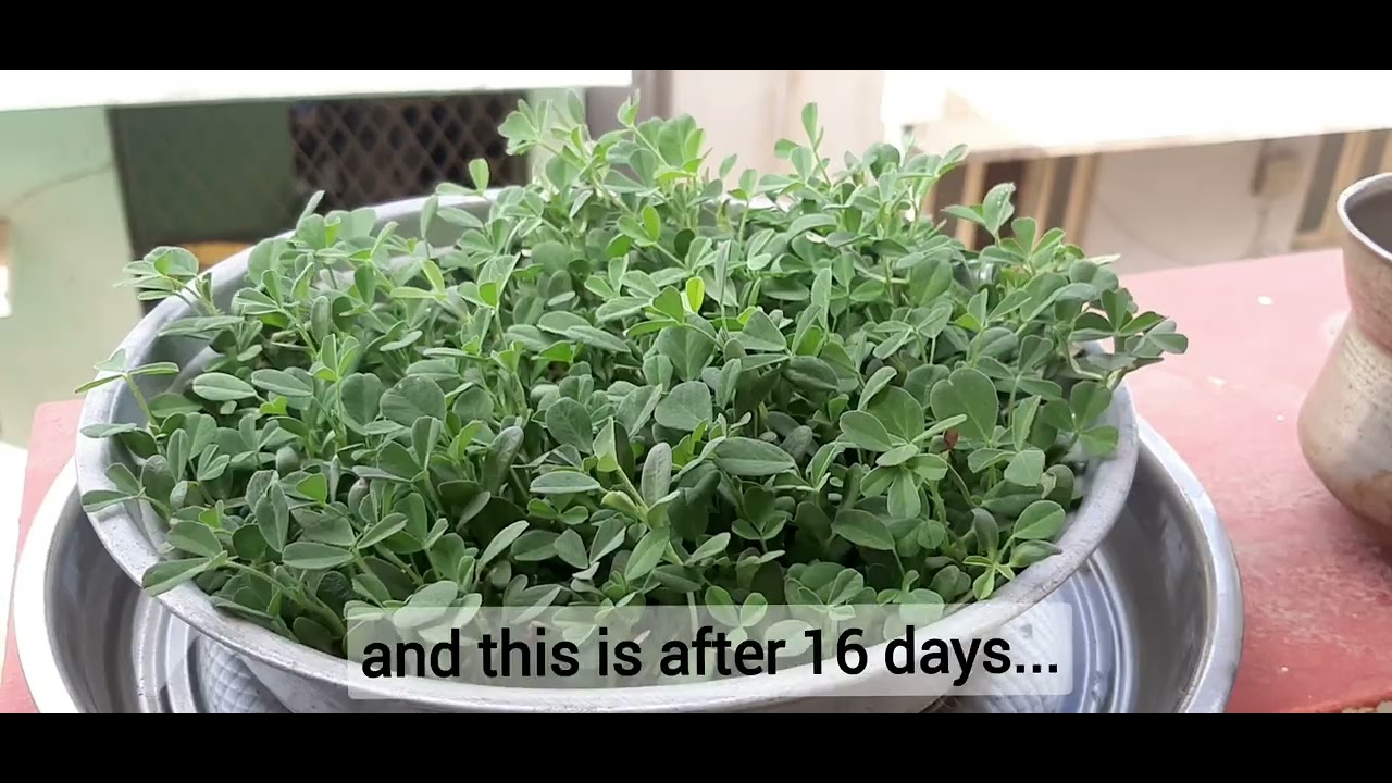 😮wow...!!!!! growing fenugreek (methi) without soil only in water ...