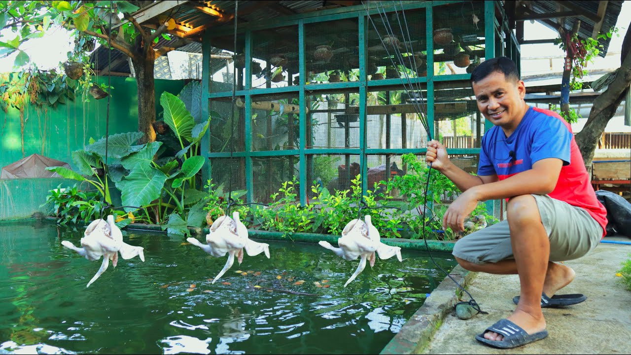 How to Produce Thousands of Catfish - Raising and Feeding Thousands of ...