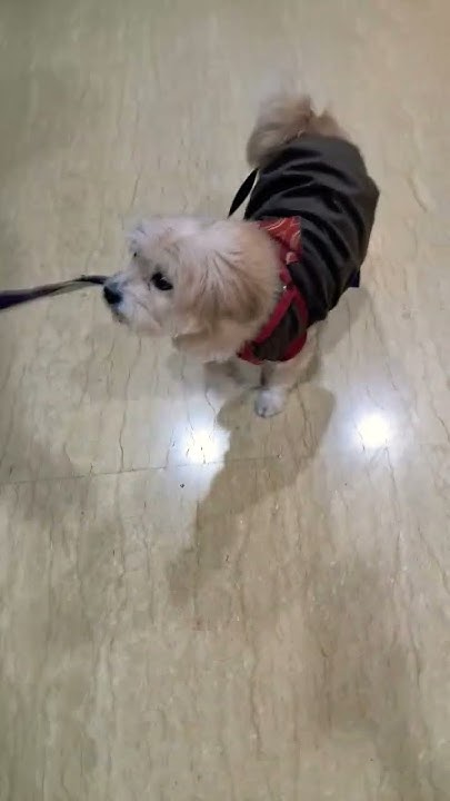 Dog apt part 2 - YouTube