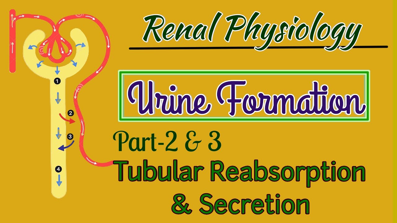 Urine Formation Physiology Part-2&3 || Tubular Reabsorption And ...