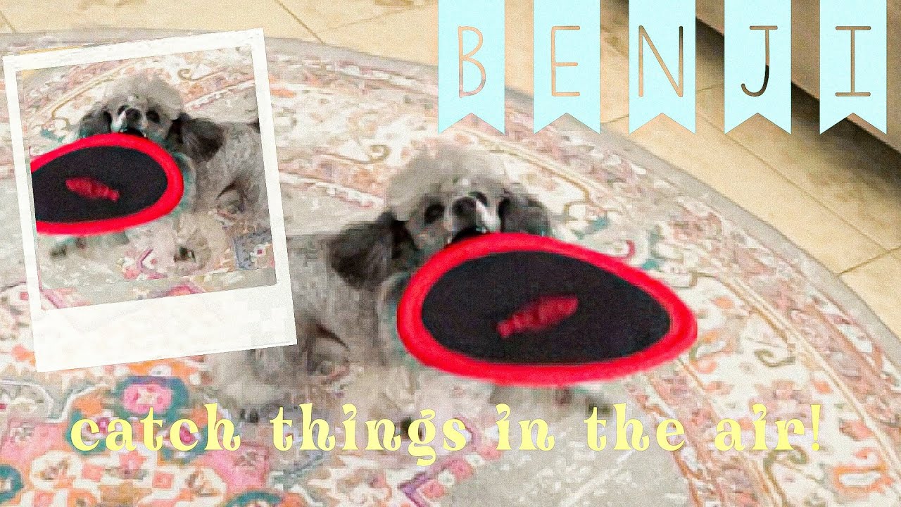 how to teach your dog to catch a toy in the air - YouTube