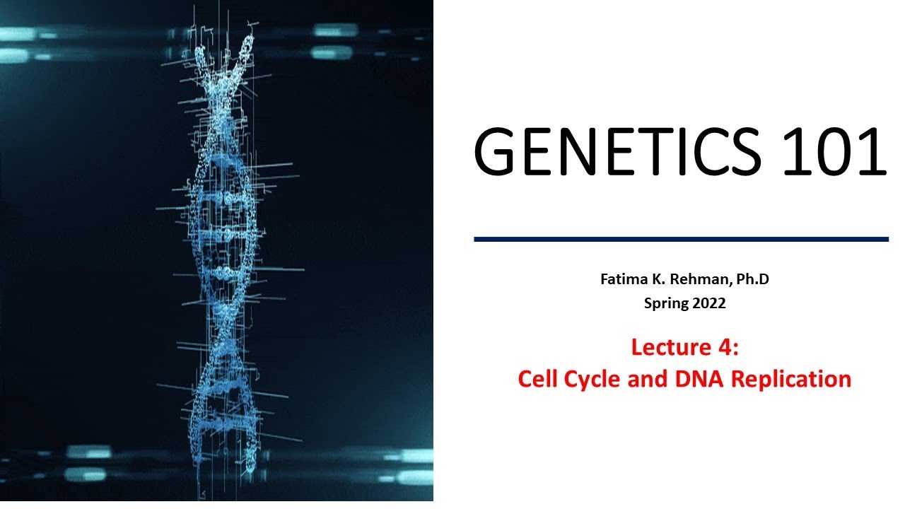 Cell Cycle and DNA Replication - YouTube