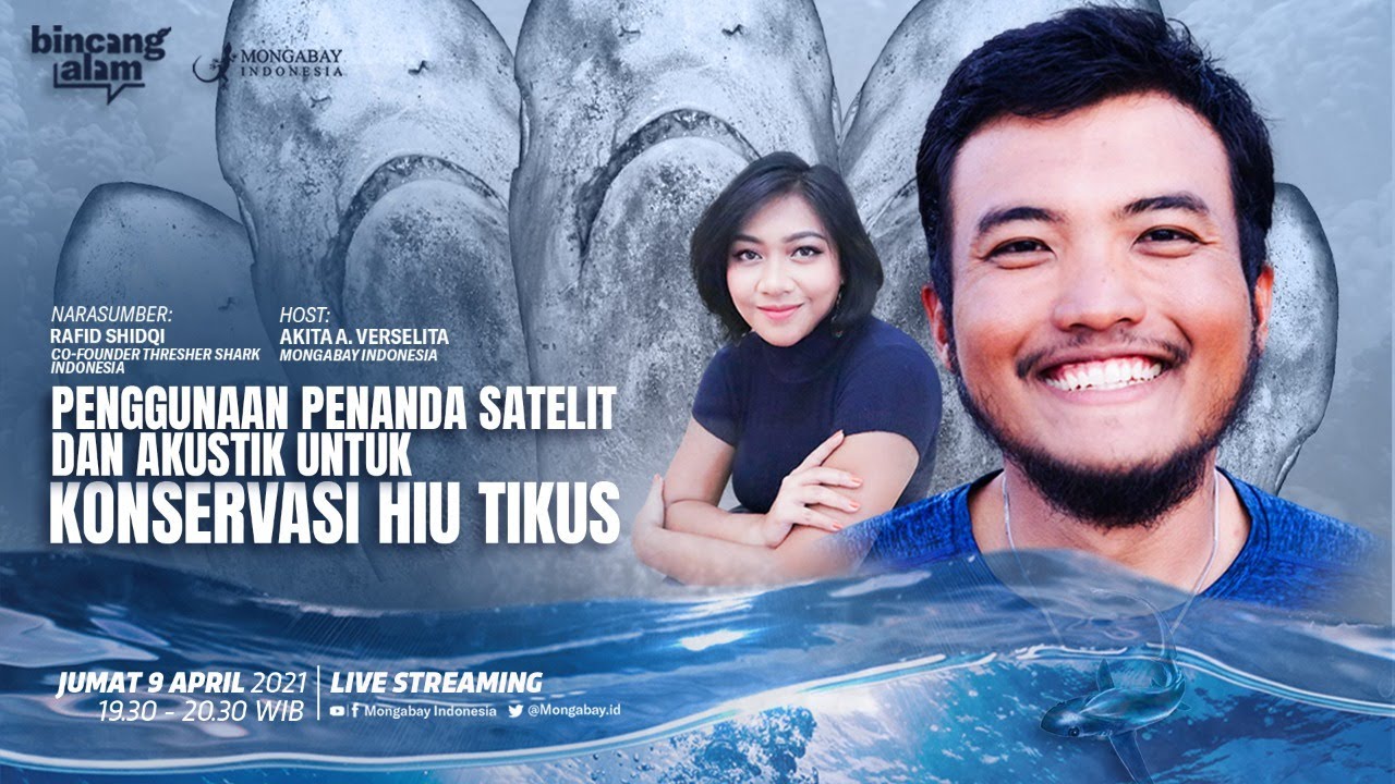 Penggunaan Penanda Satelit dan Akustik Untuk Konservasi Hiu Tikus - YouTube