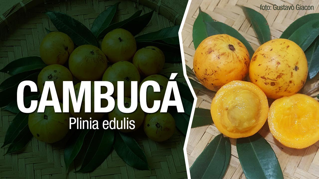 Conheça o Cambucá ou Jabuticaba Amarela (Plinia edulis) - YouTube