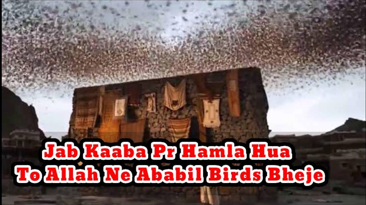 Makkah Live Ababil Bird in Makkah !| Ababeel Birds | Kaaba History ...
