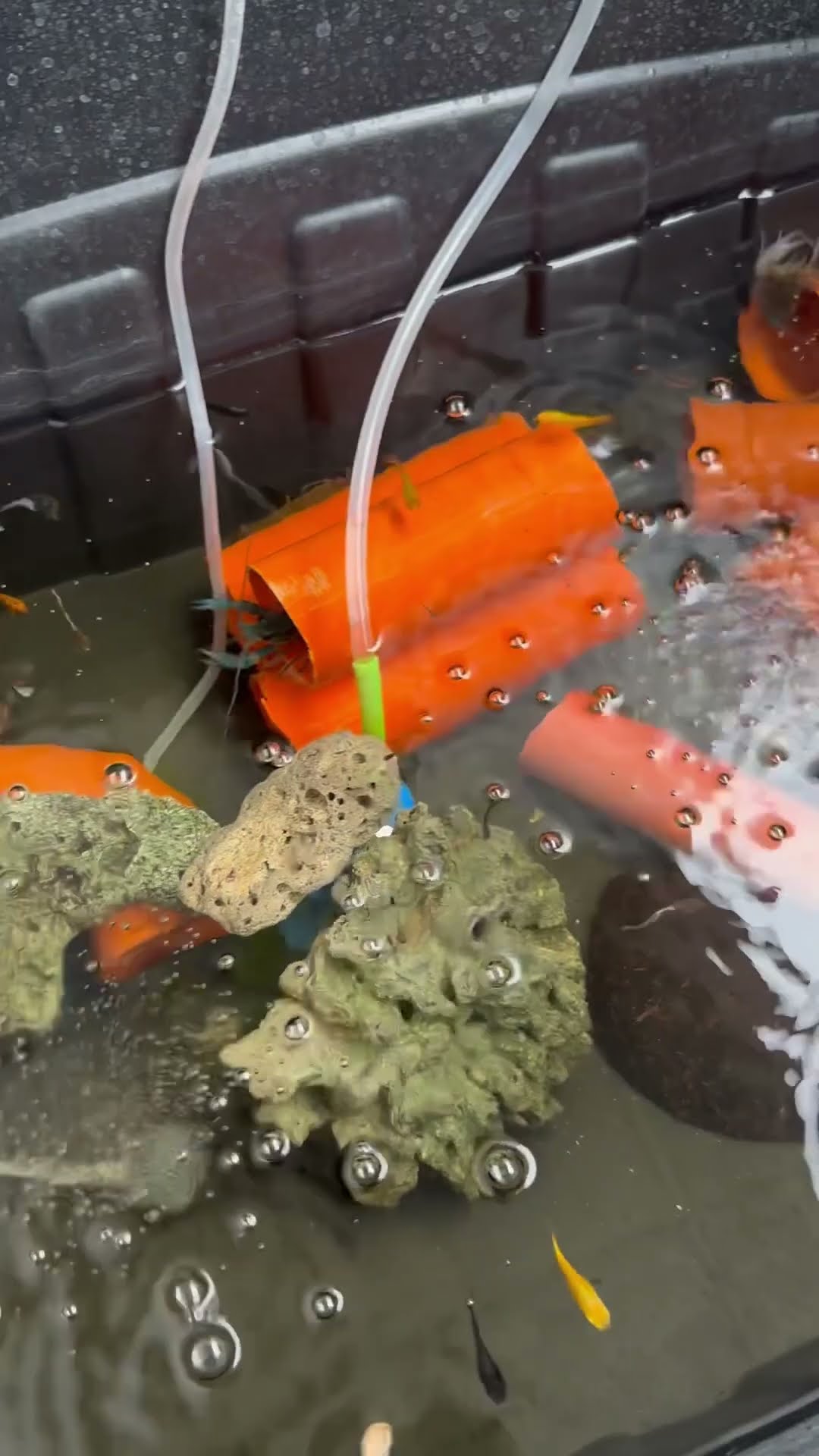 Crayfish indoor set up - YouTube