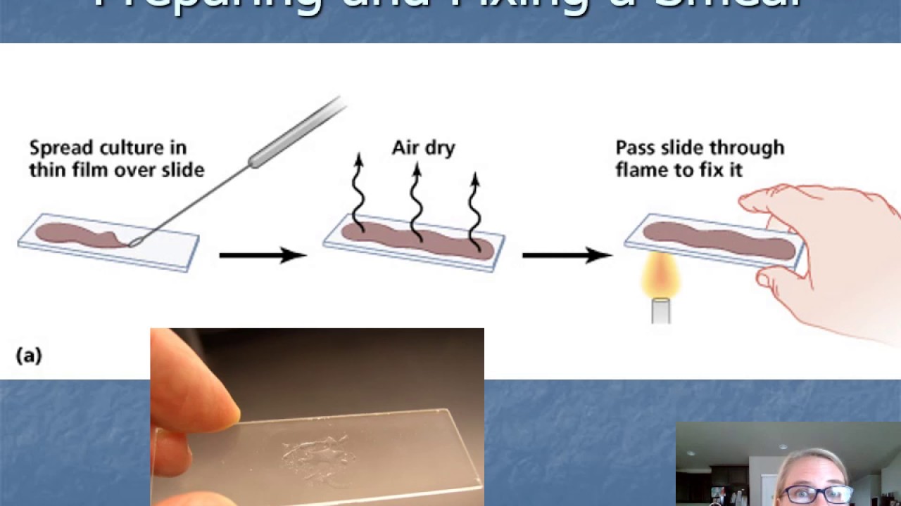 Chapter 4: Staining - YouTube