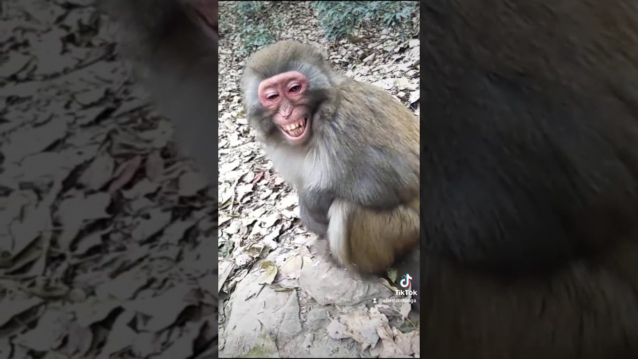 Monkey happy / Scimmia che ride - YouTube