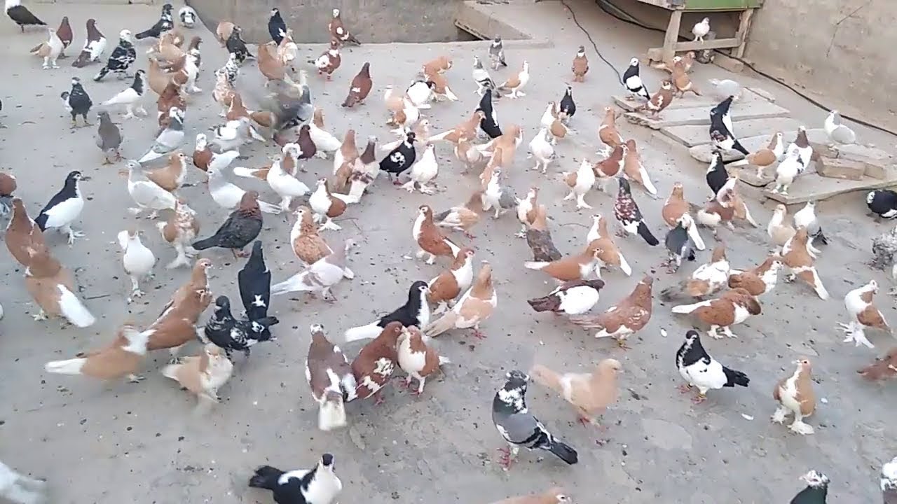 Top quality ke Shirazi or kabre kabootar for sale lal kuan Delhi. Aamir ...