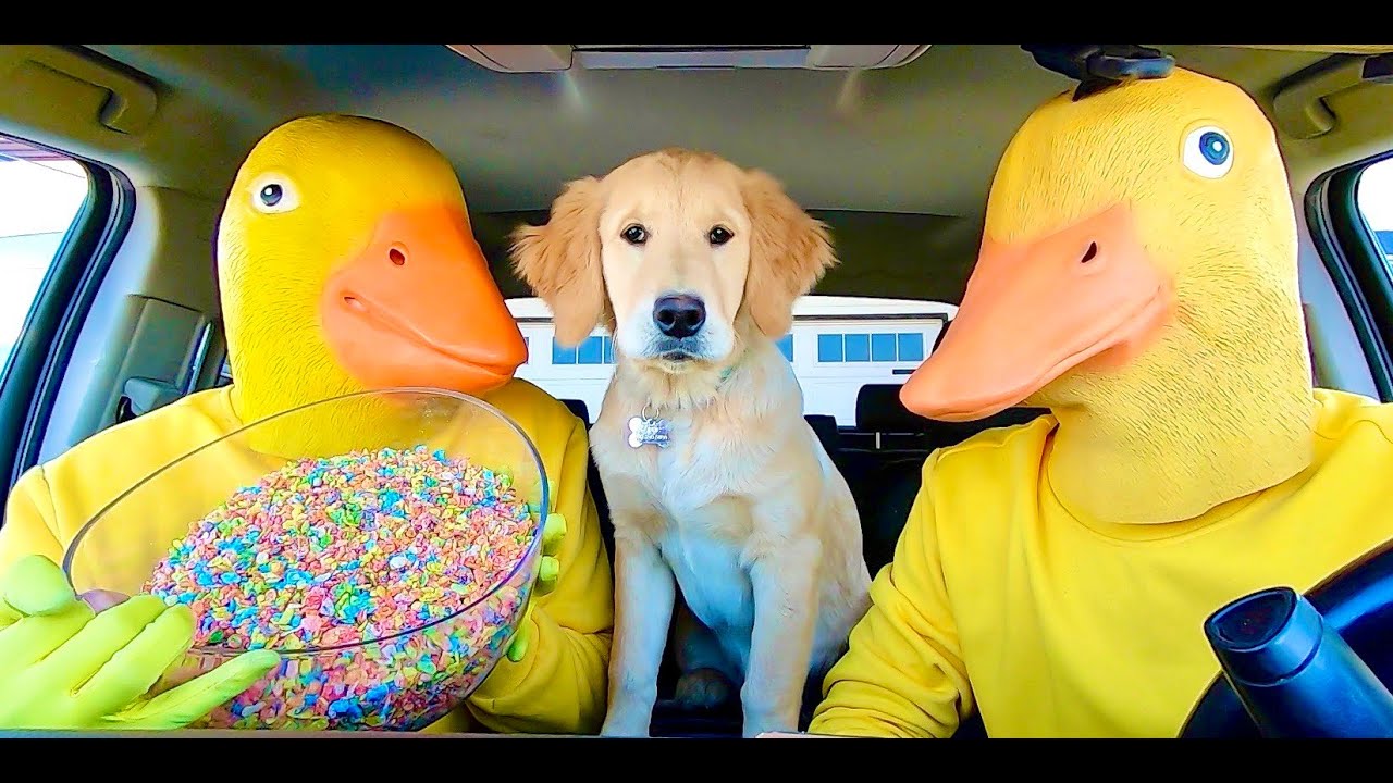 Rubber Ducky Surprises Ducky & Puppy With Car Ride Chase! - YouTube