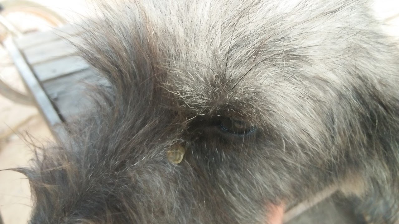 remove big fat ticks from cute dog - YouTube