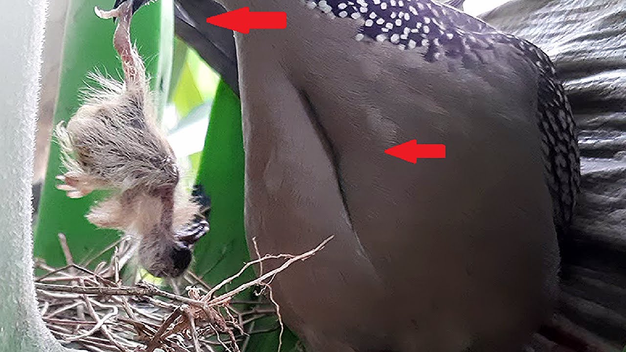 Dove Bird EATS UP baby Dove in BANANA Nest | Tragedy of banana Nest ...