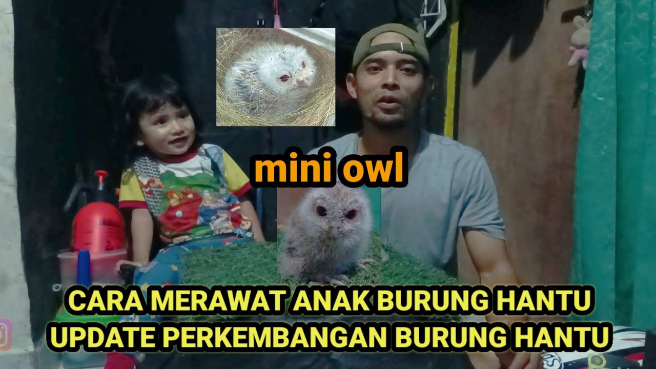CARA MERAWAT ANAK BURUNG HANTU update perkembangan anak burung hantu #peliharaan #owl - YouTube