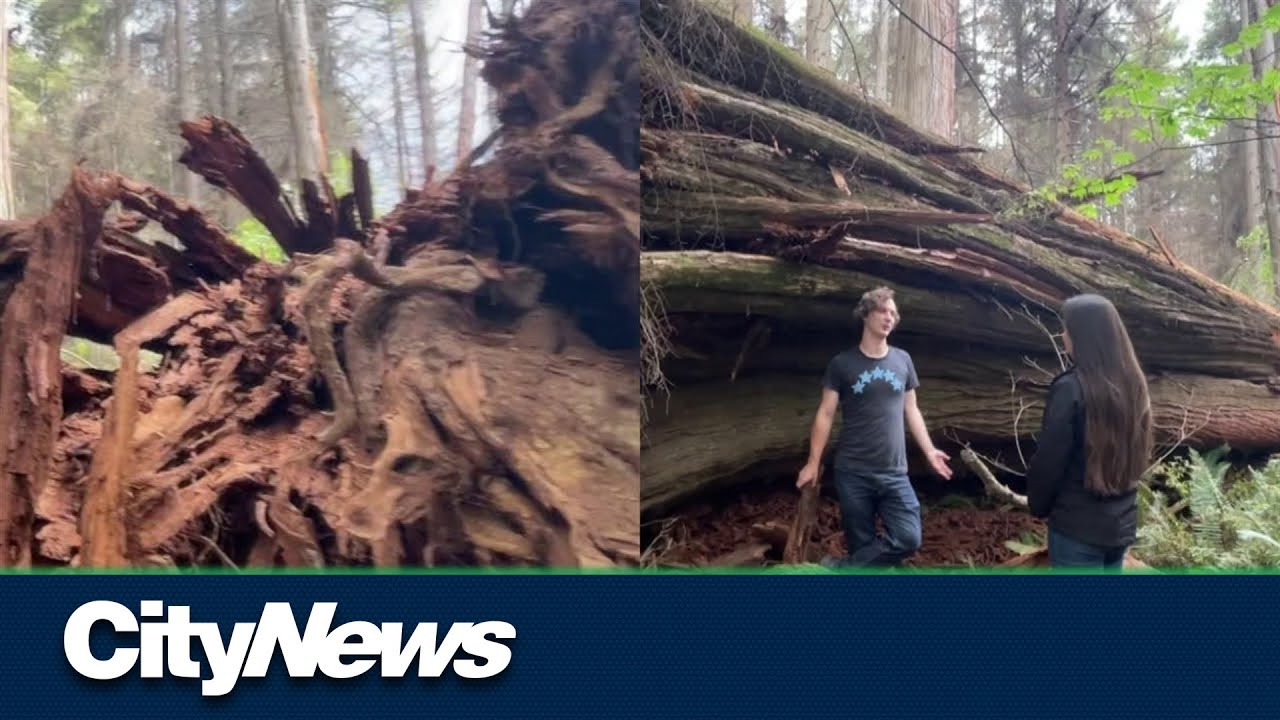600-year-old tree falls in Stanley Park - YouTube