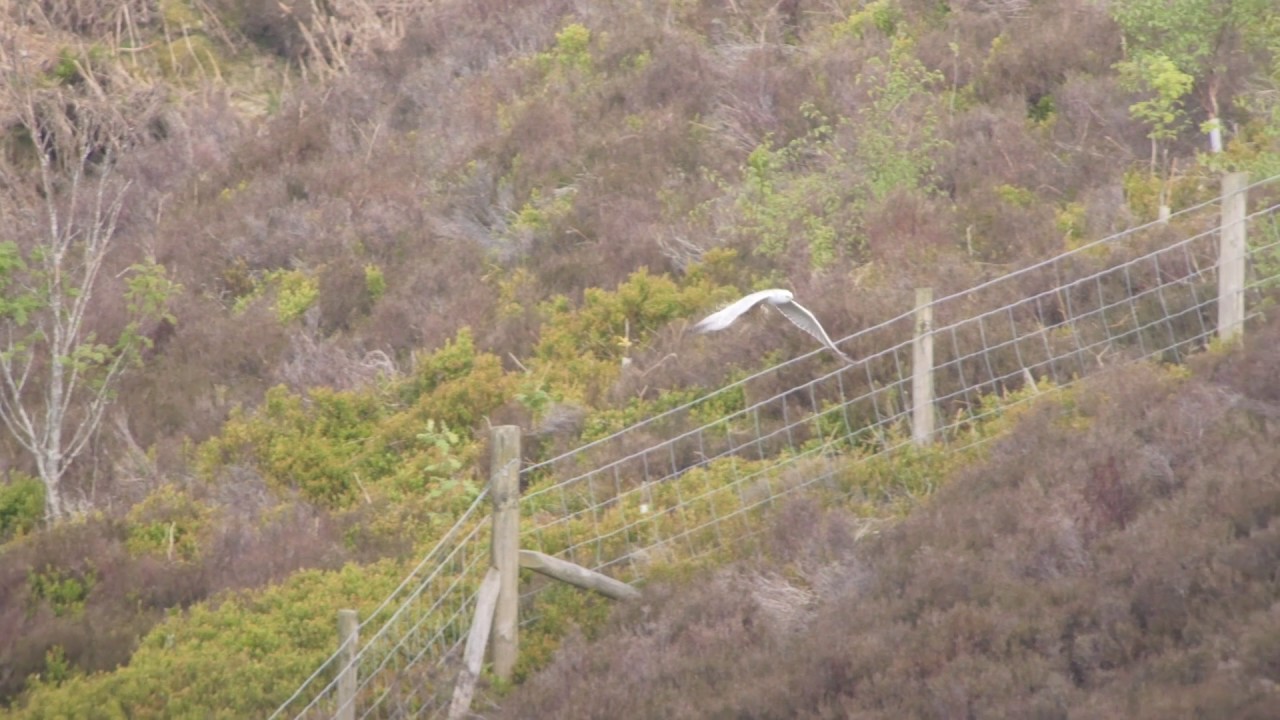 Pallid Harrier Forest of Bowland - YouTube