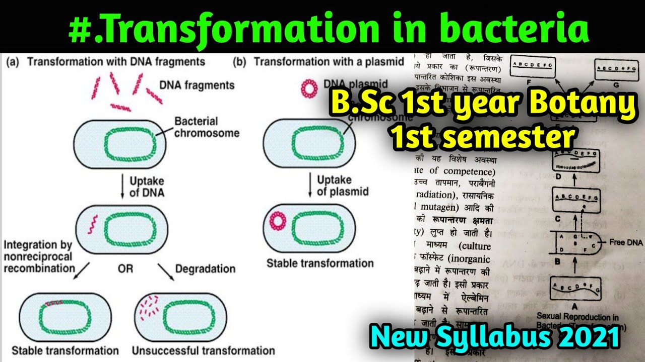 Genetic recombination in Bacteria || Transformation in Bacteria || B.Sc ...