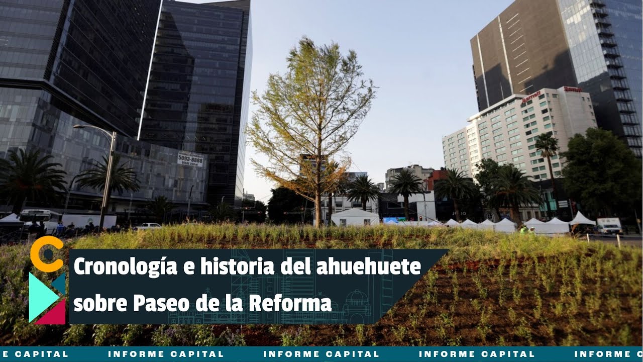 Cronología de la historia del ahuehuete de Av. Paseo de la Reforma ...
